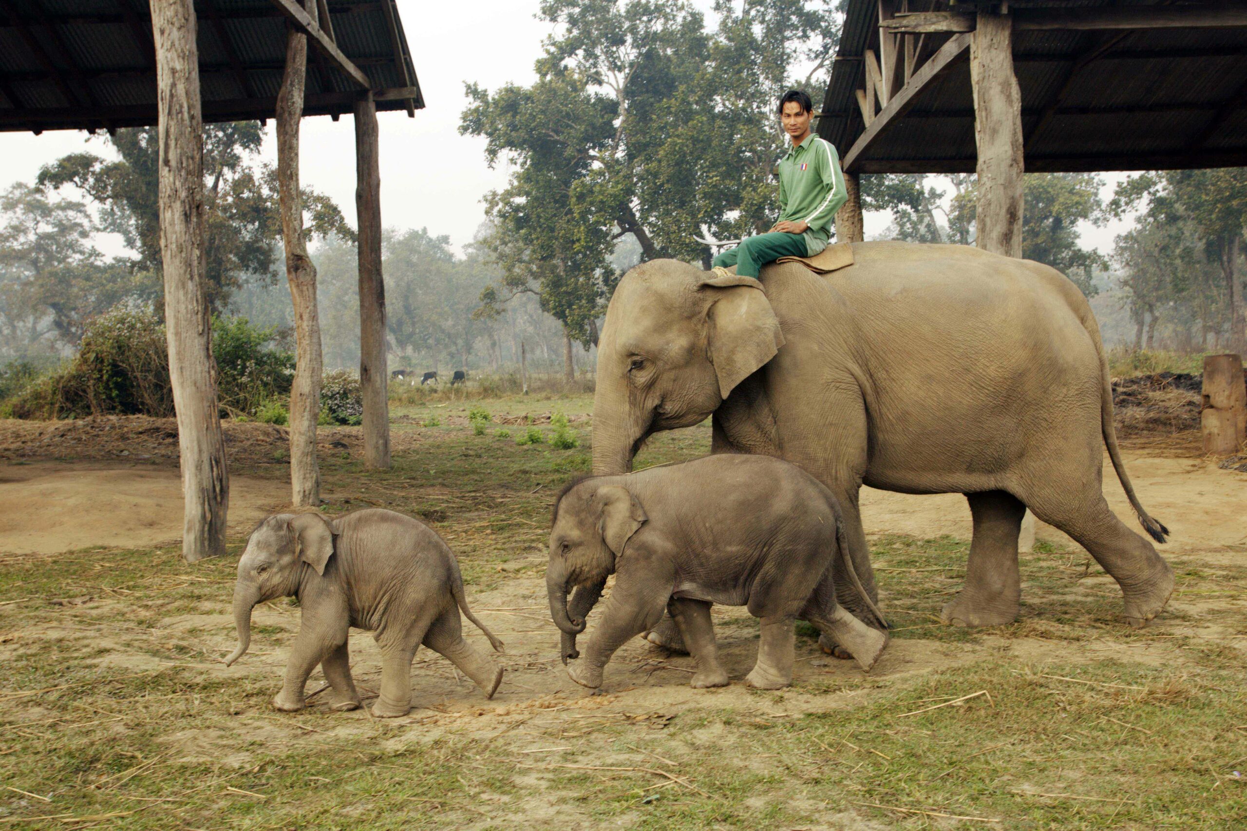 CNP to welcome eight elephant calves this year - The DMN News ...